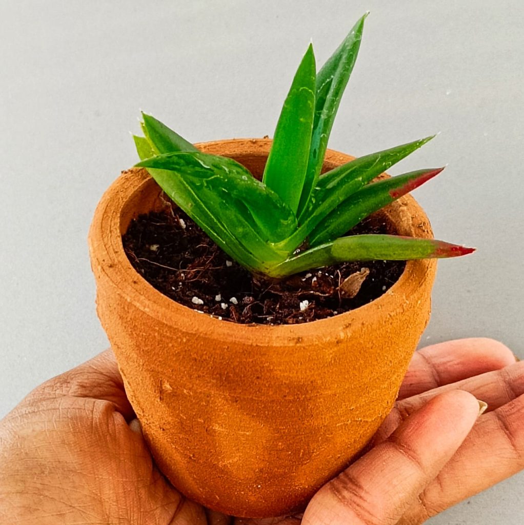 Curry Leave /Sweet Neem/Meetha Neem(5 Seeds) - Prakriti's Garden