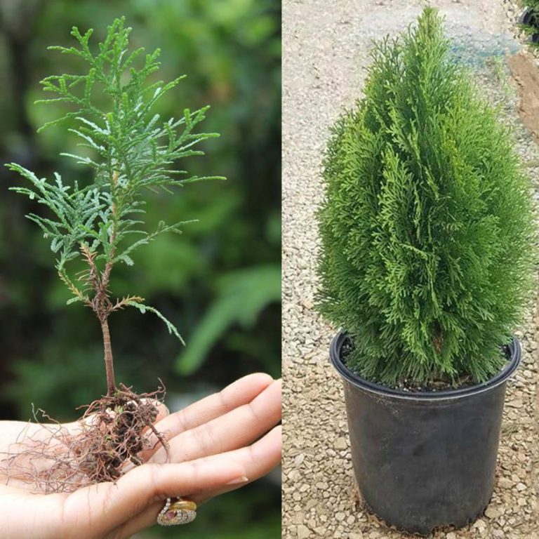 Thuja /Cedars /Golden Thuja/ Morpankhi (Tree of life) - Prakriti's Garden