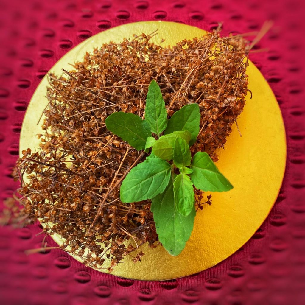 Cucumber / Desi Kheera Seeds - Prakriti's Garden